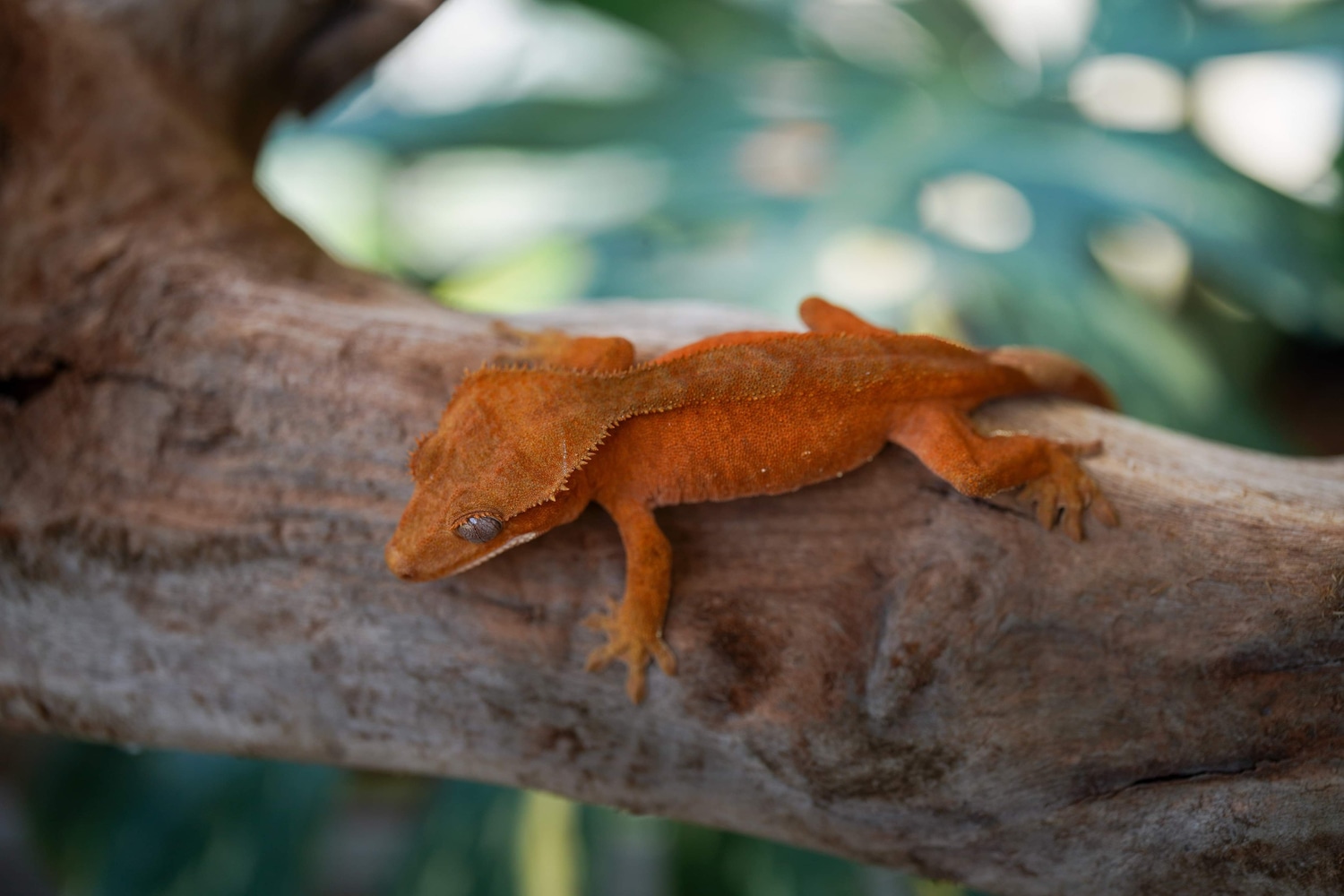 Red Patternless Crested Gecko by Rooted Cresties - MorphMarket