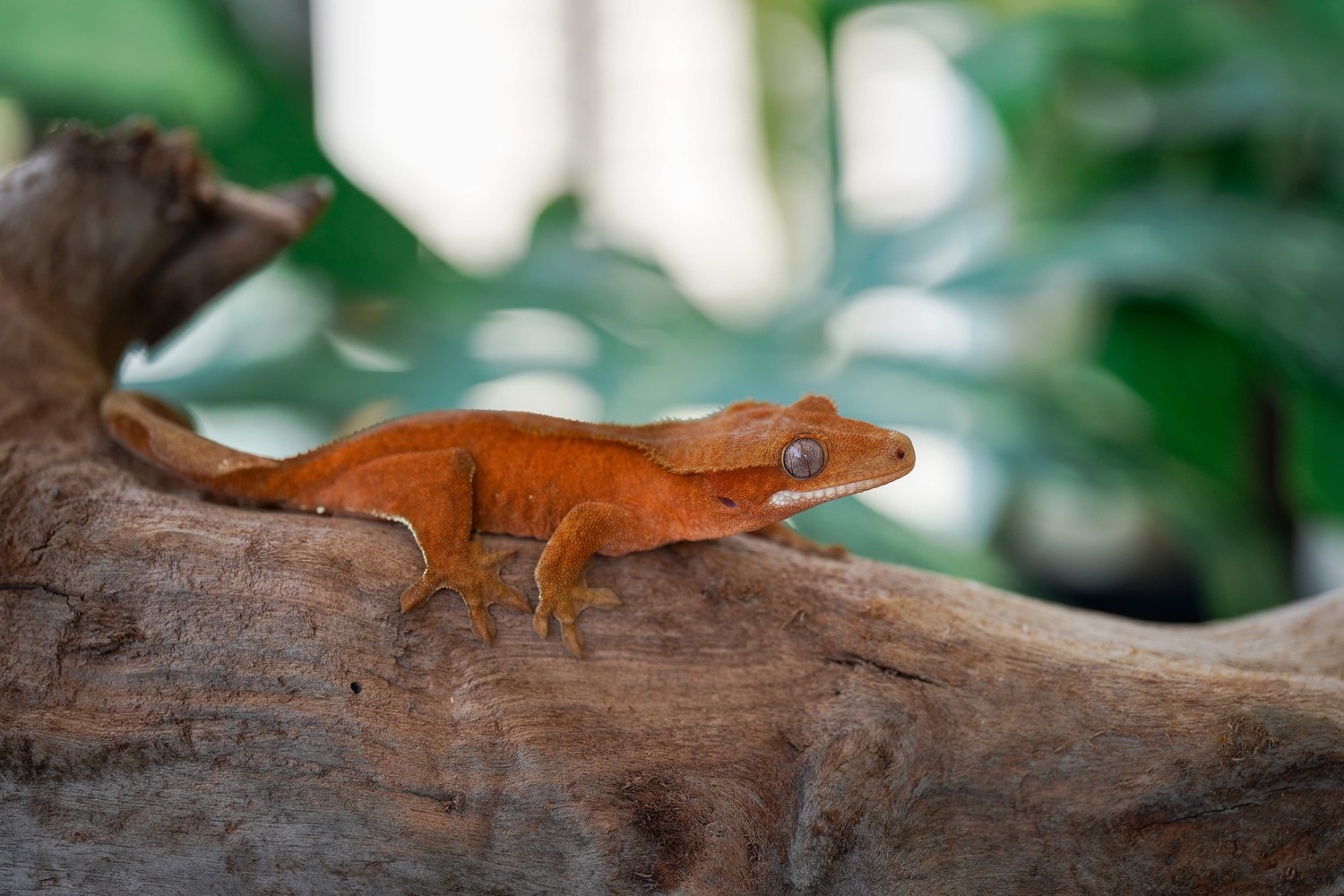 Red Patternless Crested Gecko by Rooted Cresties - MorphMarket