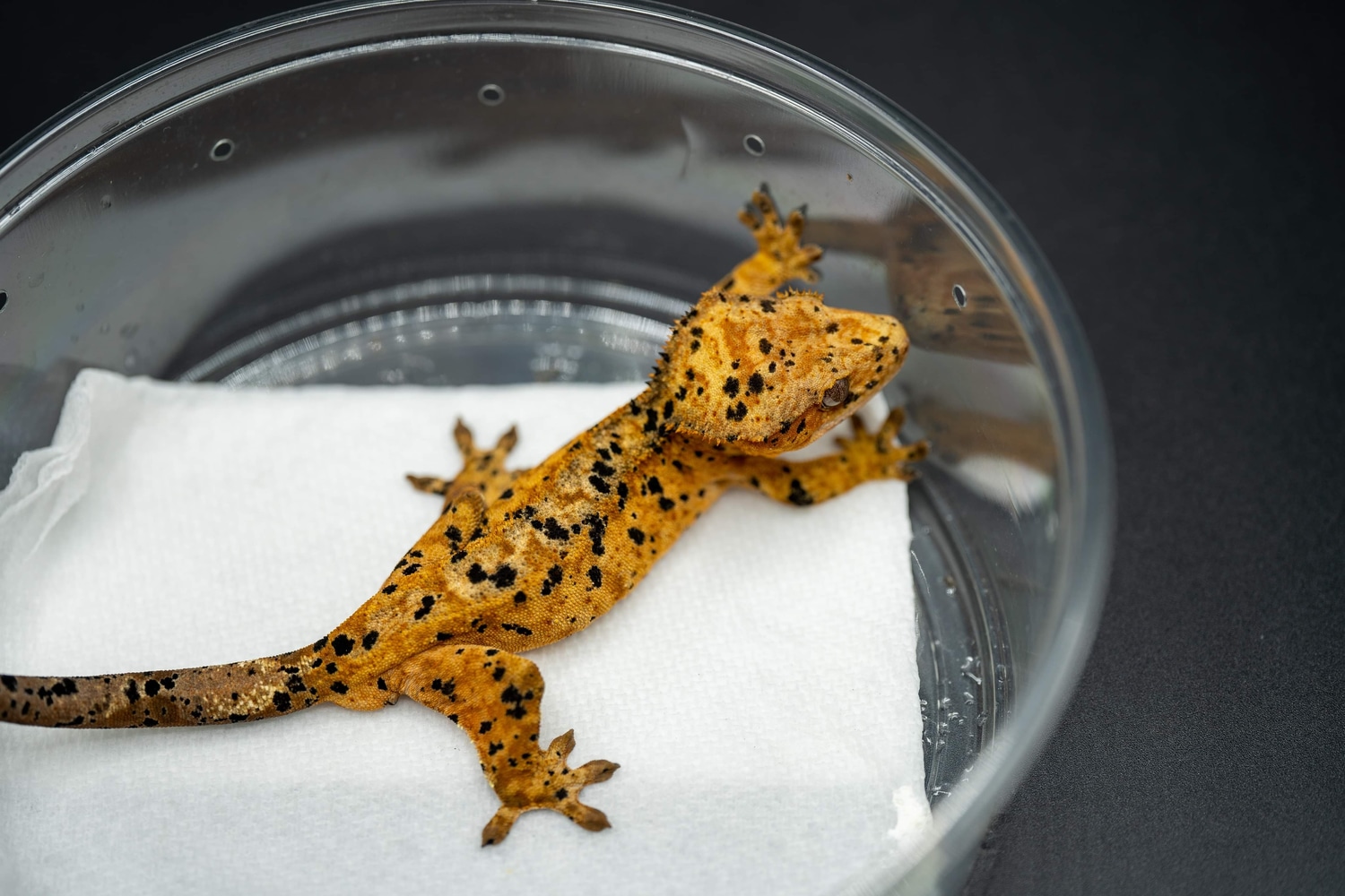 Tiki’s Chester Offspring - PRICE SHIPPED! Crested Gecko by Rooted ...