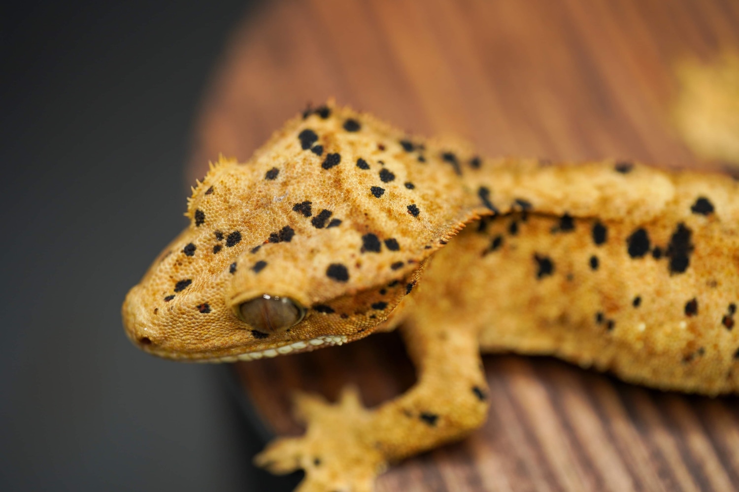 Yellow Ink Spot Dalmatian Crested Gecko by Rooted Cresties - MorphMarket