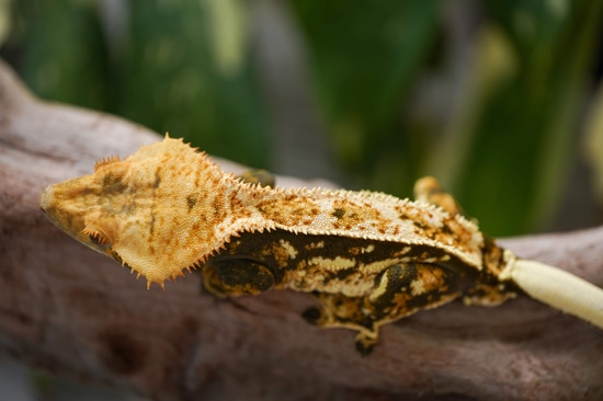 *FREE SHIPPING* Crowned Tricolor RTB Crested Gecko by Rooted Cresties