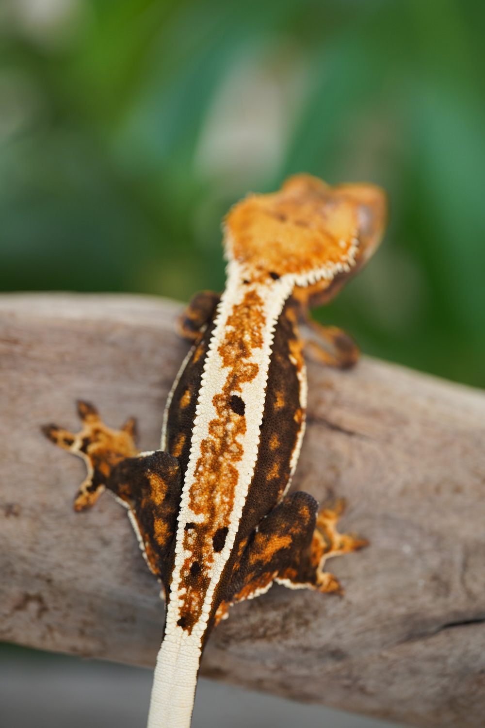 *FREE SHIPPING* Bright White Tricolor Crested Gecko by Rooted Cresties ...