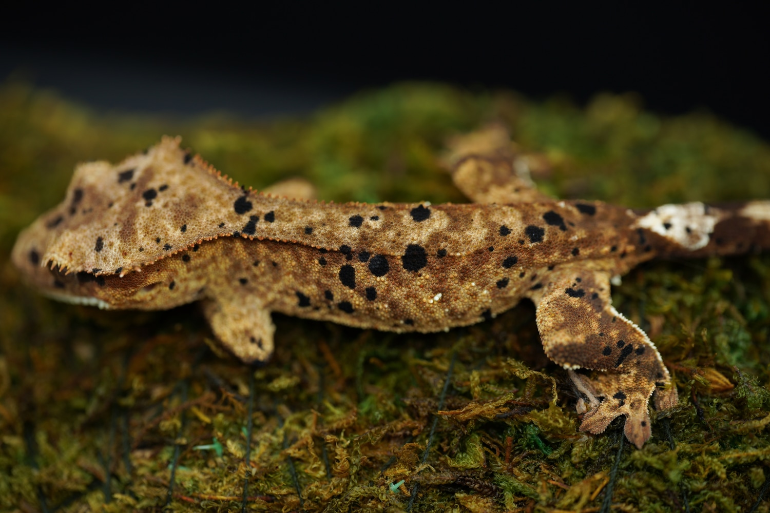 *FREE SHIPPING* Yellow Brindle Ink Spot Dalmatian Crested Gecko by ...