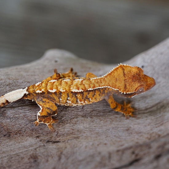 Origami Offspring *Holdback Release Crested Gecko by Rooted Cresties
