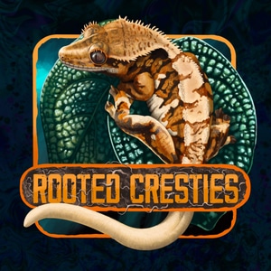 Tiki’s Chester Offspring - PRICE SHIPPED! Crested Gecko by Rooted ...