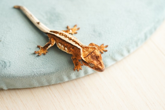 Holdback Release! Orange Super Stripe Crested Gecko by Rooted Cresties