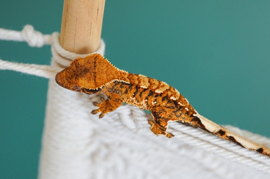 Origami X Tea Time - Bright Orange Tiger Crested Gecko by Rooted Cresties