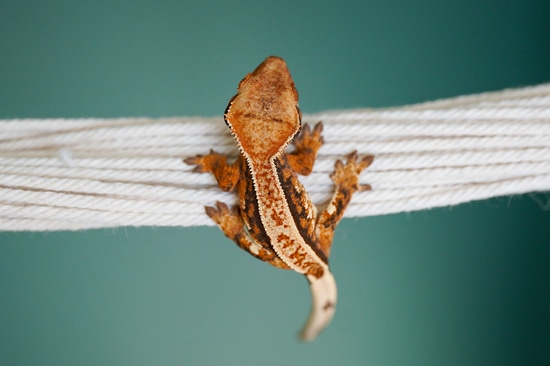 So Ridiculous X Ember - Vibrant Tricolor Pinstripe Crested Gecko by ...