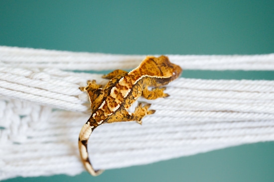 Origami X Main Feature - White Tip Orange Harlequin Crested Gecko by ...