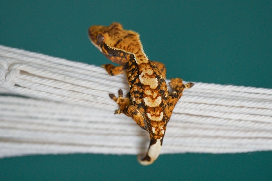 Origami Offspring - Tricolor Crested Gecko by Rooted Cresties