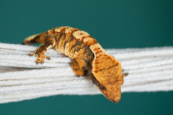 Origami X Main Feature - High Contrast Tricolor Crested Gecko by Rooted ...