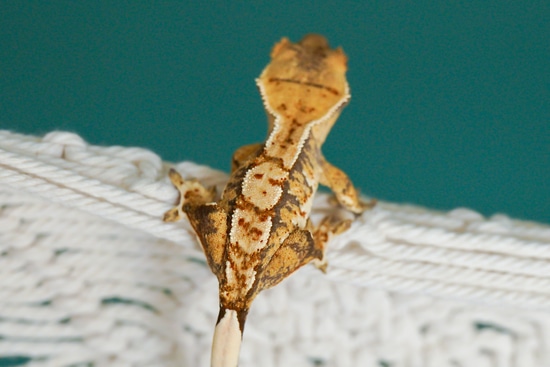 Origami Offspring Crested Gecko by Rooted Cresties