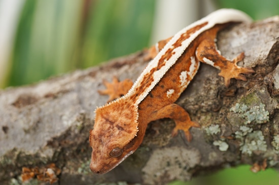 Holdback Release! Saturated Super Stripe Crested Gecko by Rooted Cresties