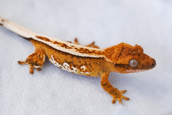 So Ridiculous X Solana - Yellow Super Stripe Crested Gecko by Rooted ...