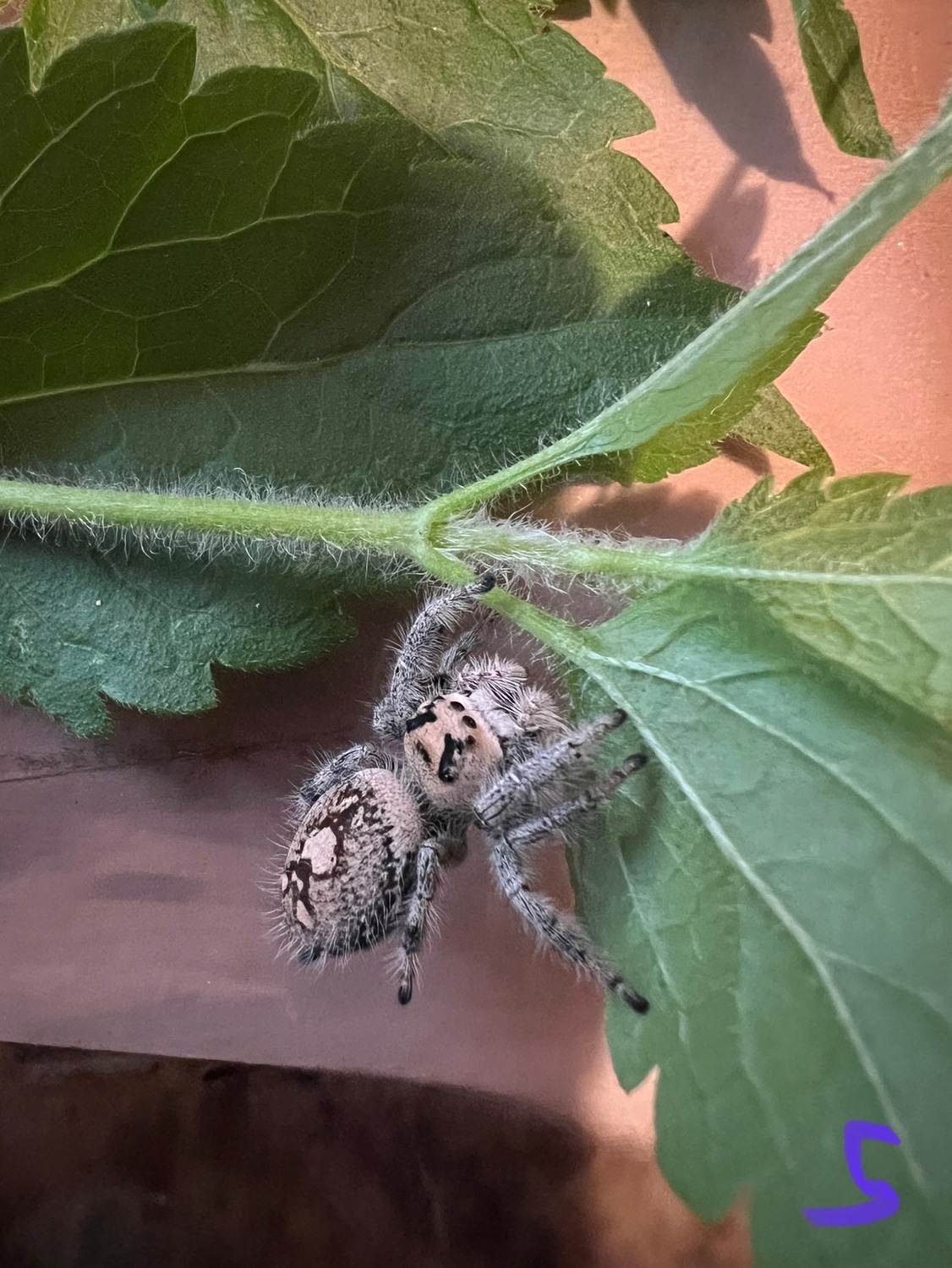 Regal Jumper True Spider by Lime Tree Reptiles - MorphMarket