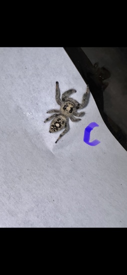 Regal Jumping Spider True Spider by Lime Tree Reptiles