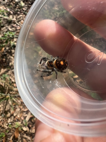 Regal Jumping Spider by Lime Tree Reptiles