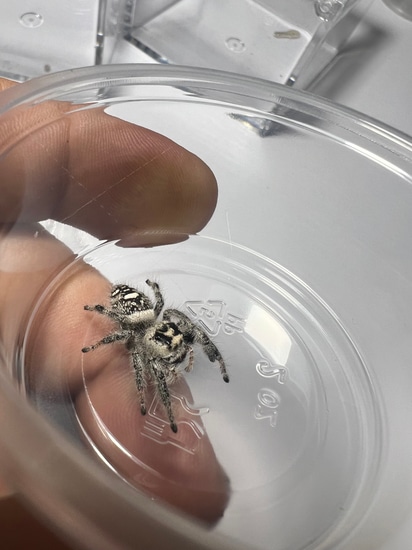 Silver Phase Regal Jumping Spider by Lime Tree Reptiles