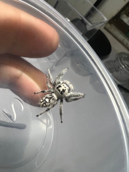 White Phase Regal Jumper Jumping Spider by Lime Tree Reptiles
