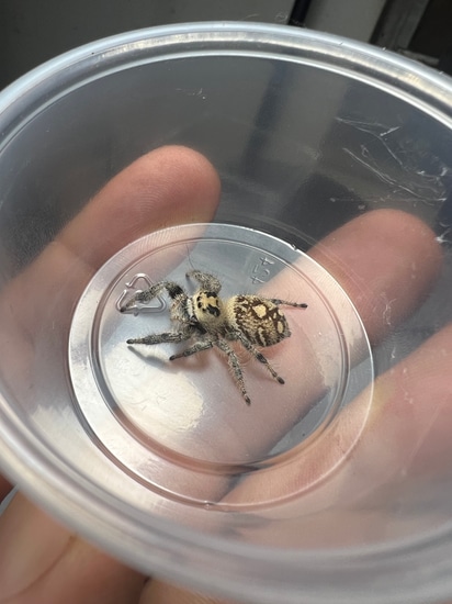 Light Phase Regal Jumping Spider by Lime Tree Reptiles