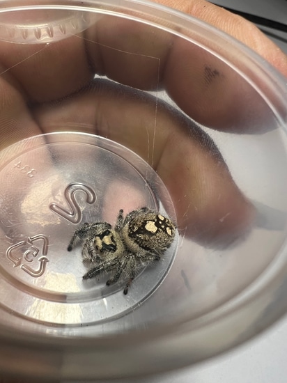Light Phase Regal Jumping Spider by Lime Tree Reptiles