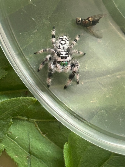 Regal Jumping Spiders by Lime Tree Reptiles
