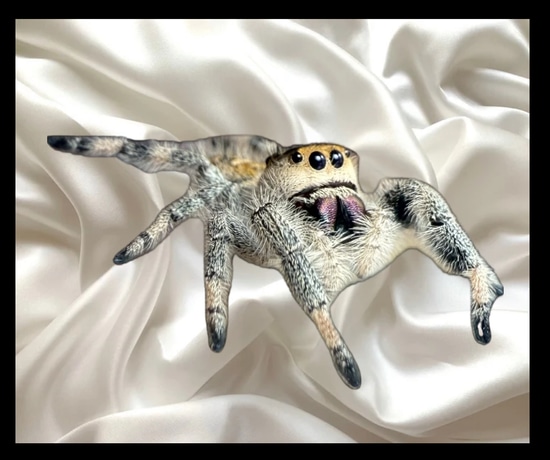 Juvenile Female Jumping Spider by Lime Tree Reptiles