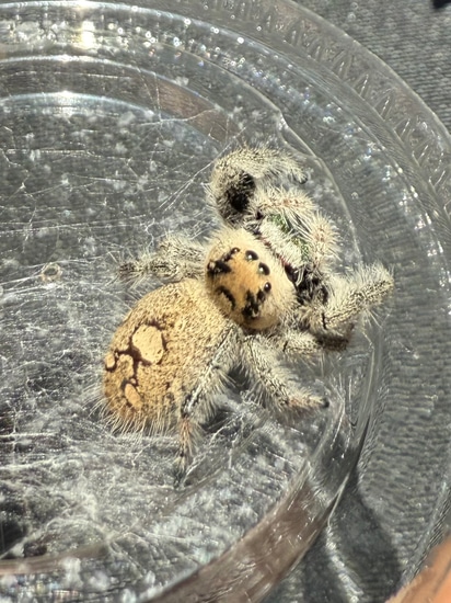 Regal Jumper Jumping Spider by Lime Tree Reptiles