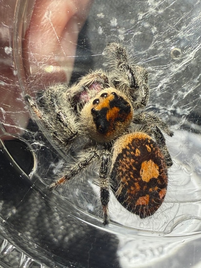 Regal Jumper Jumping Spider by Lime Tree Reptiles