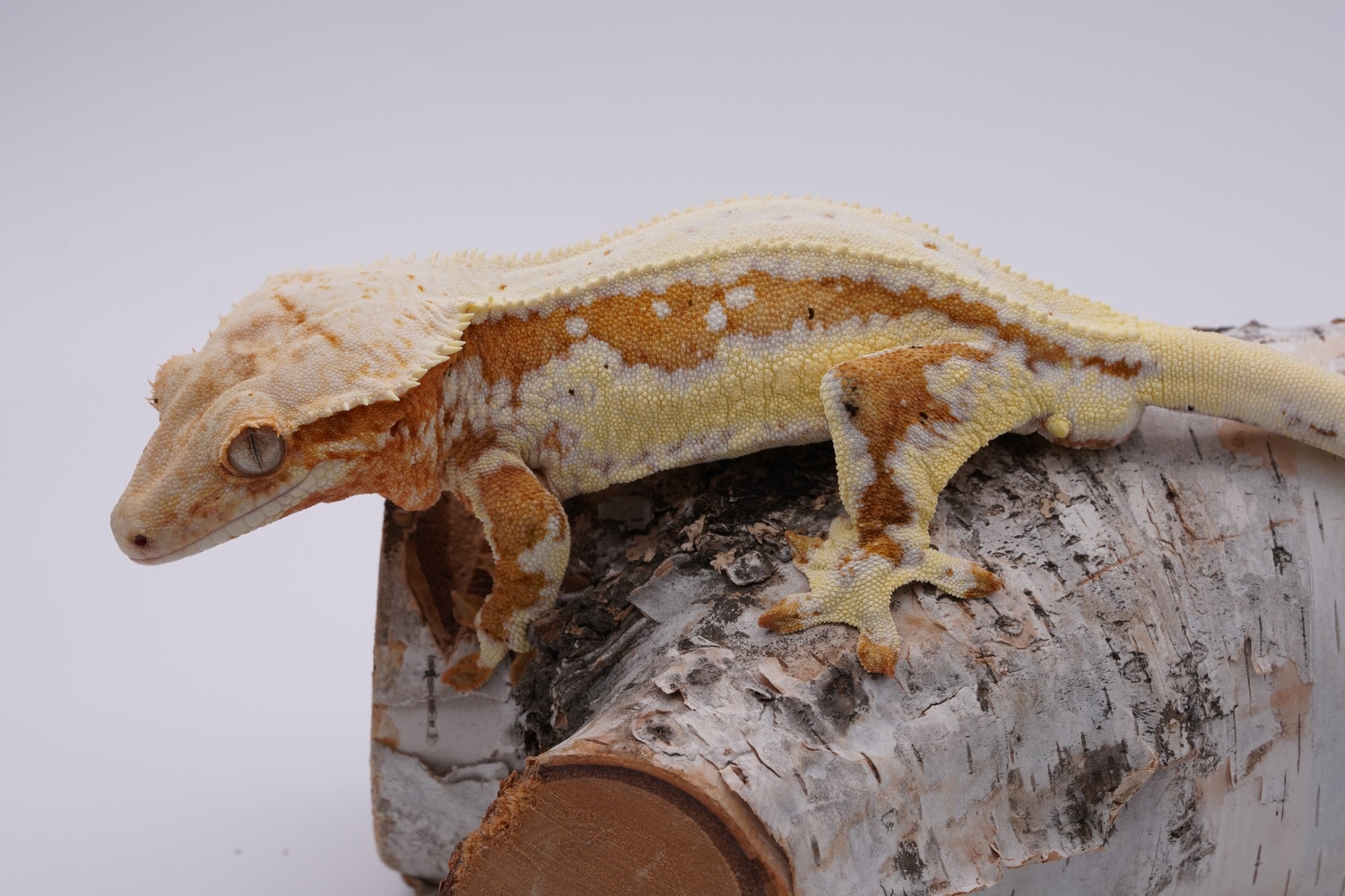 Lilly White Crested Gecko by Limited Edition Geckos CO LLC - MorphMarket