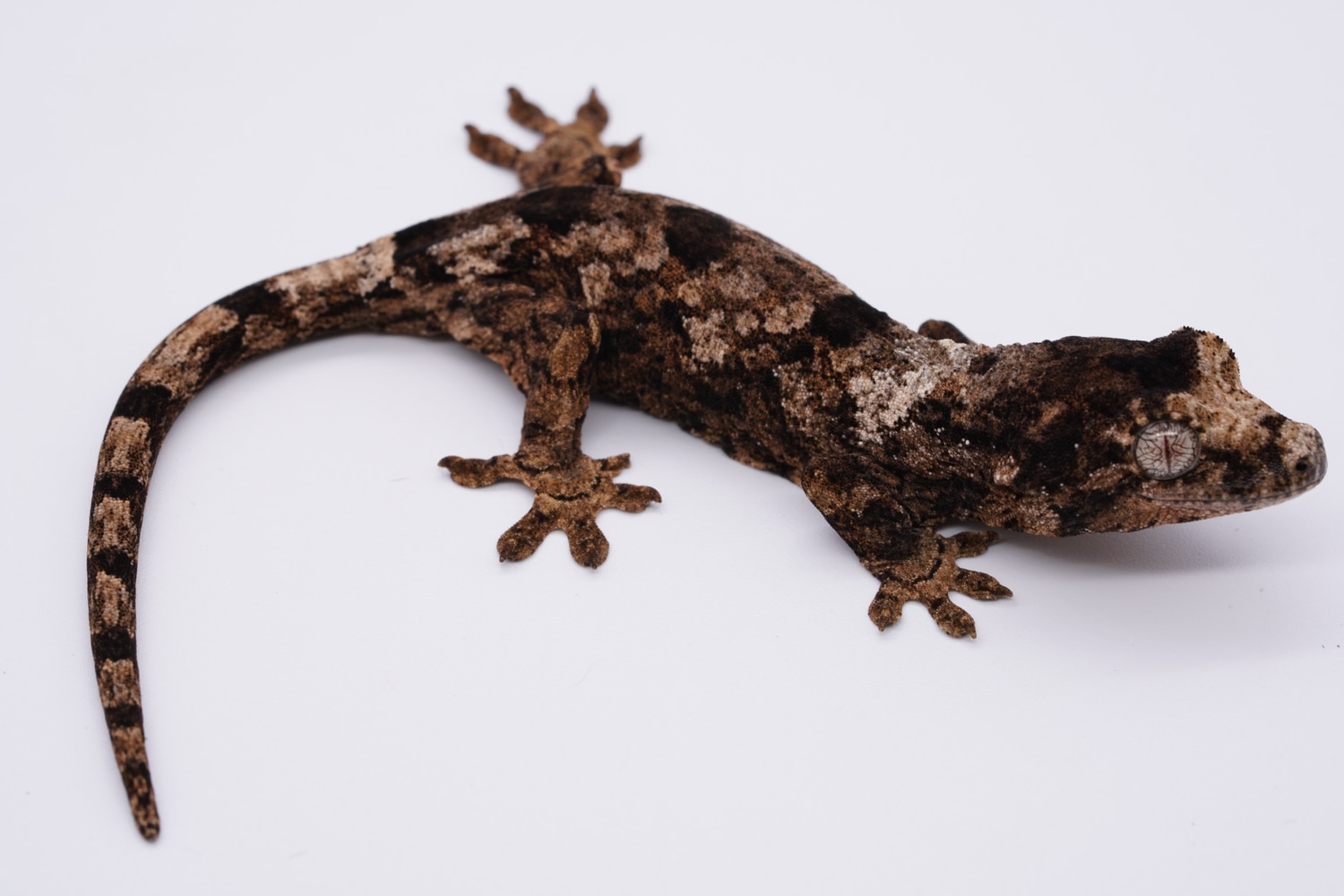 Pine Island Chahoua Gecko by Limited Edition Geckos CO LLC - MorphMarket