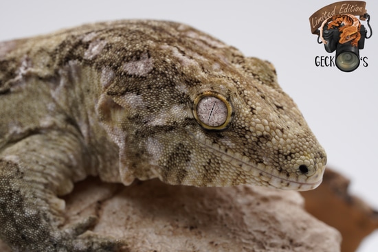 Leachianus Geckos by Limited Edition Geckos CO LLC
