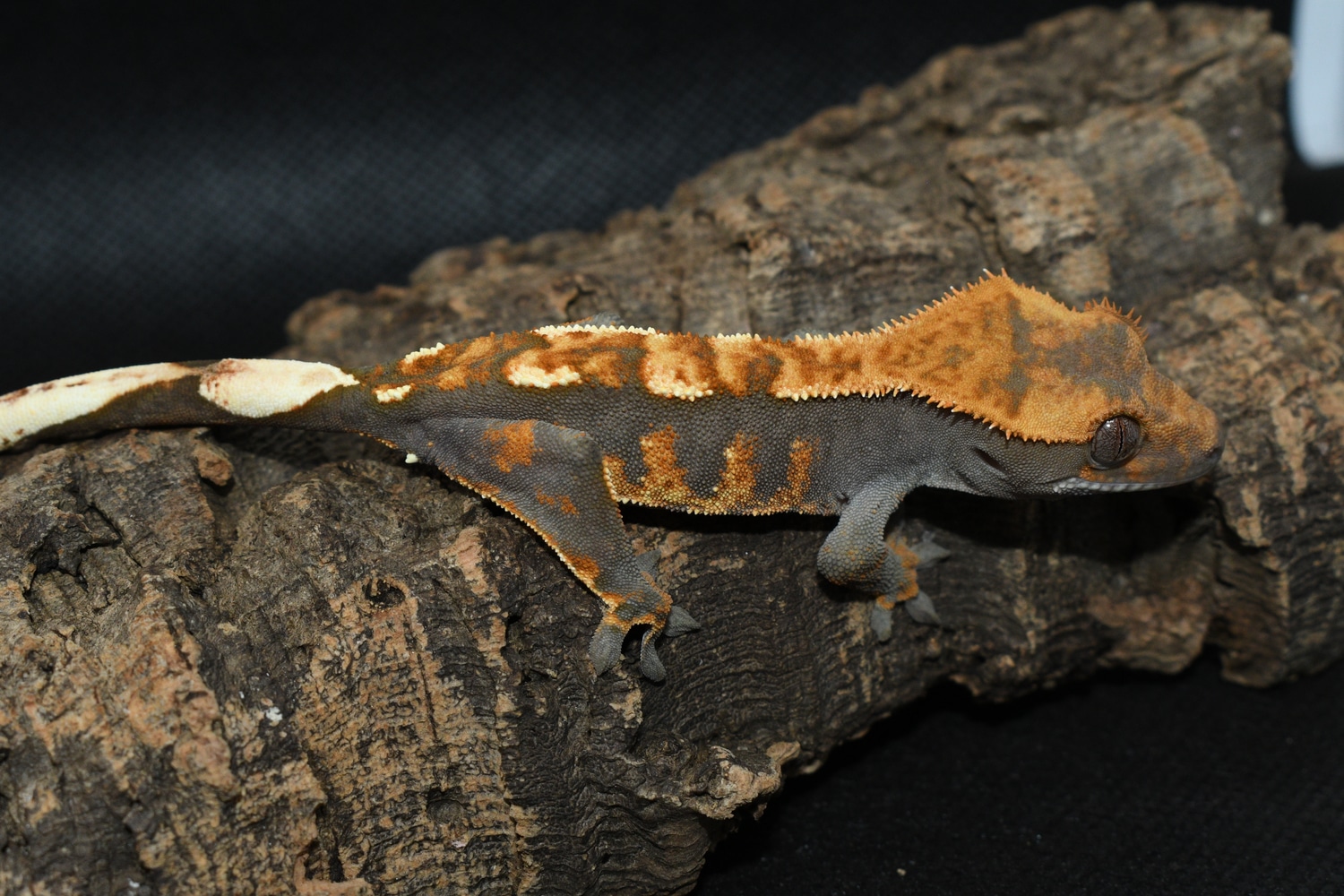 Cappuccino Crested Gecko by AP geckos - MorphMarket