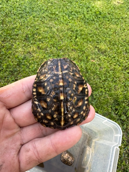 Cb24 Florida Hybrid #3（imperfect Tail） Box Turtle by J&J turtles