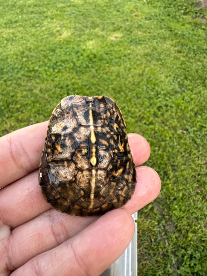 Cb24 Florida Hybrid #4 Box Turtle by J&J turtles
