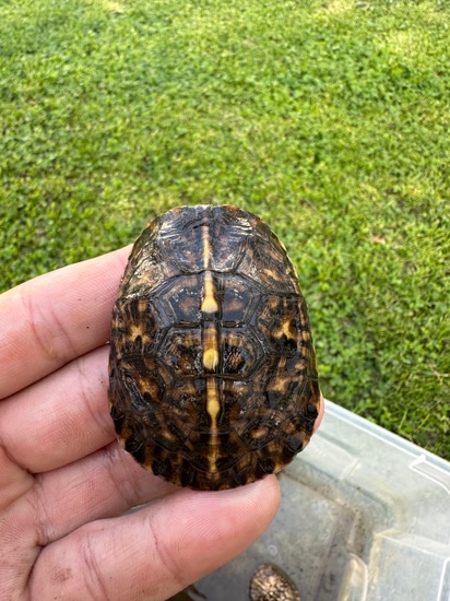 Cb24 Florida Hybrid #5 Box Turtle by J&J turtles