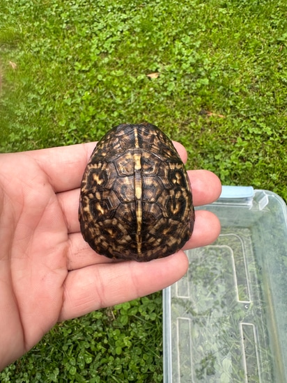 Cb24 Florida Hybrid #2 Box Turtle by J&J turtles