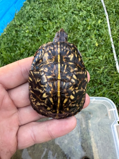 24 Cb Florida Hybrid #2 Box Turtle by J&J turtles