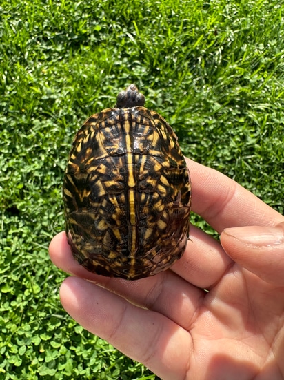 Cb 24 Florida Hybrid Box Turtle by J&J turtles