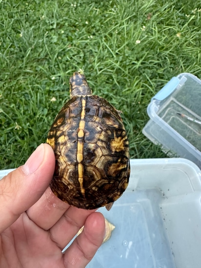 CB24 Florida Hybrid Box Turtle #1 by J&J turtles