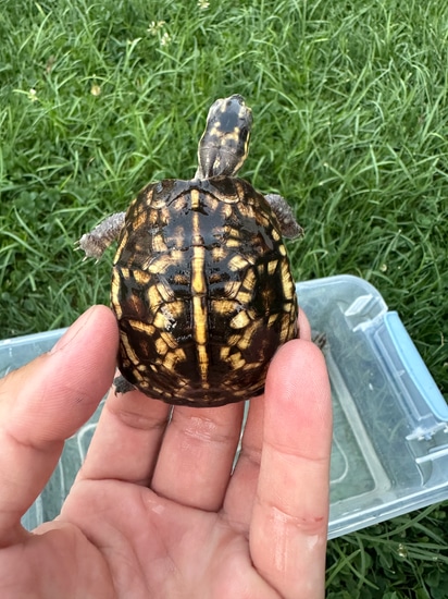 CB24 Florida Hybrid Box Turtle #3 by J&J turtles