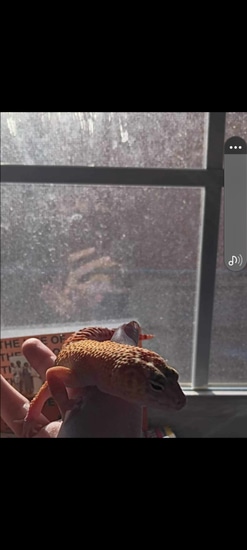Tremper Albino Marble Eye Leopard Gecko by Midwestexoticz