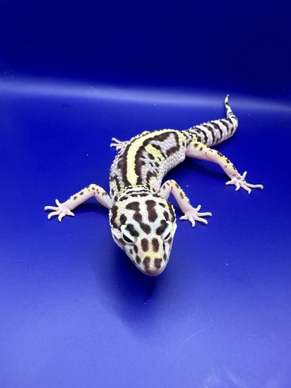 Super Giant Mack Snow X Giant Blood Emerine Leopard Gecko by Avalon Reptile Labs