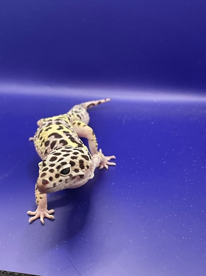Super Giant Mack SnowX Giant Blood Emerine Leopard Gecko by Linden ...
