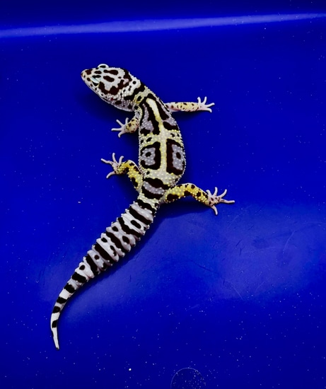 Super Giant Mack Snow X Giant Blood Emerine Leopard Gecko by Avalon Reptile Labs