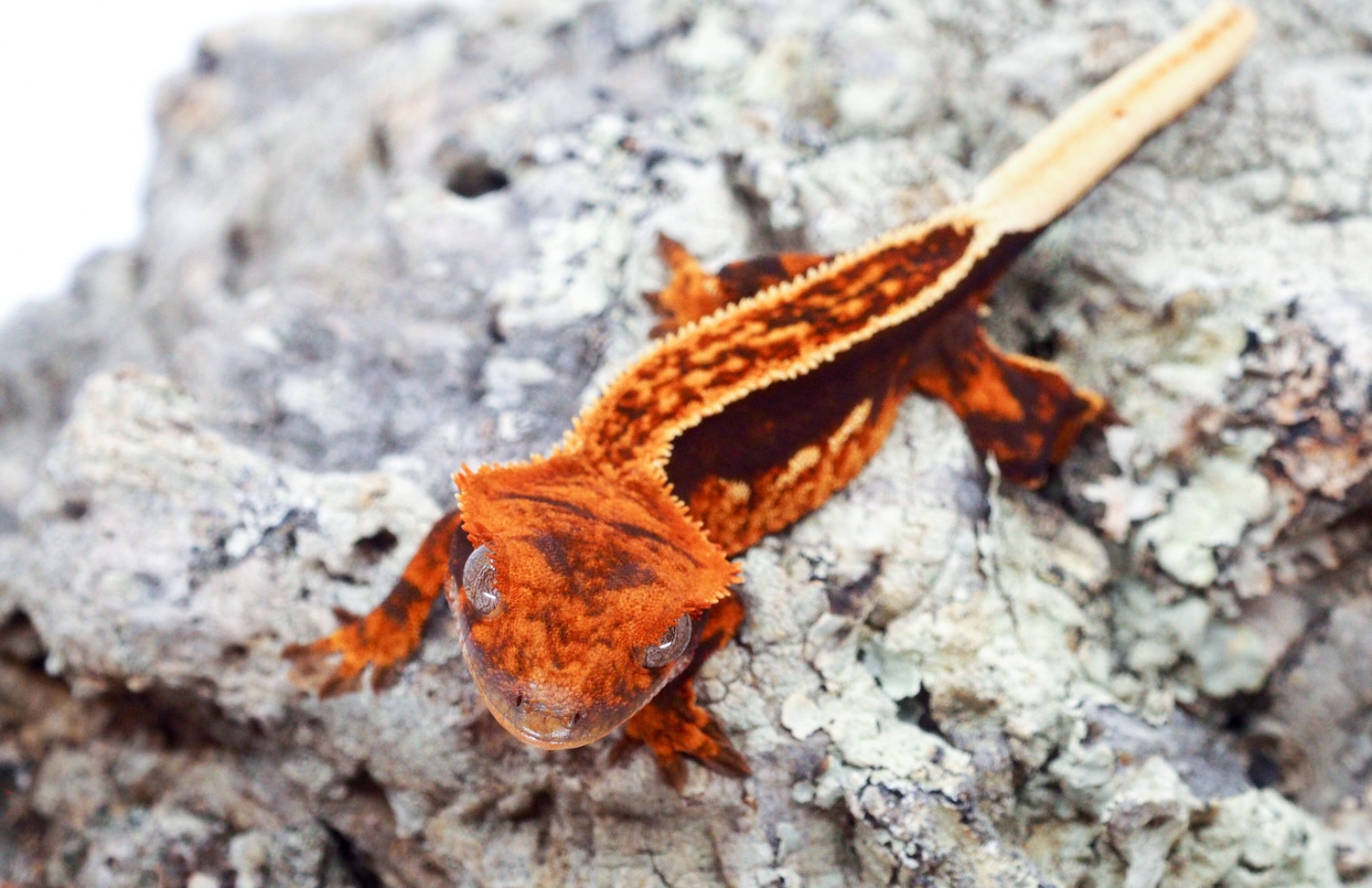 Full Pinstripe Crowned Halloween Crested Gecko by Crested Cuties ...