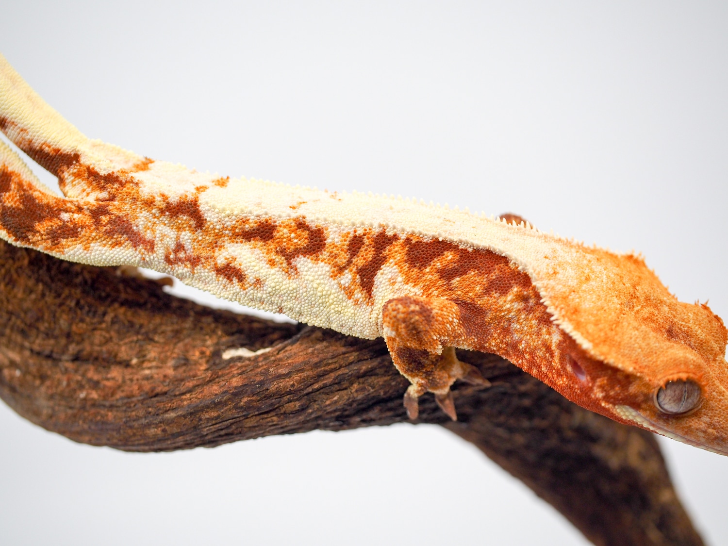 Red Base Lilly White Female Crested Gecko by Crested Cuties - MorphMarket