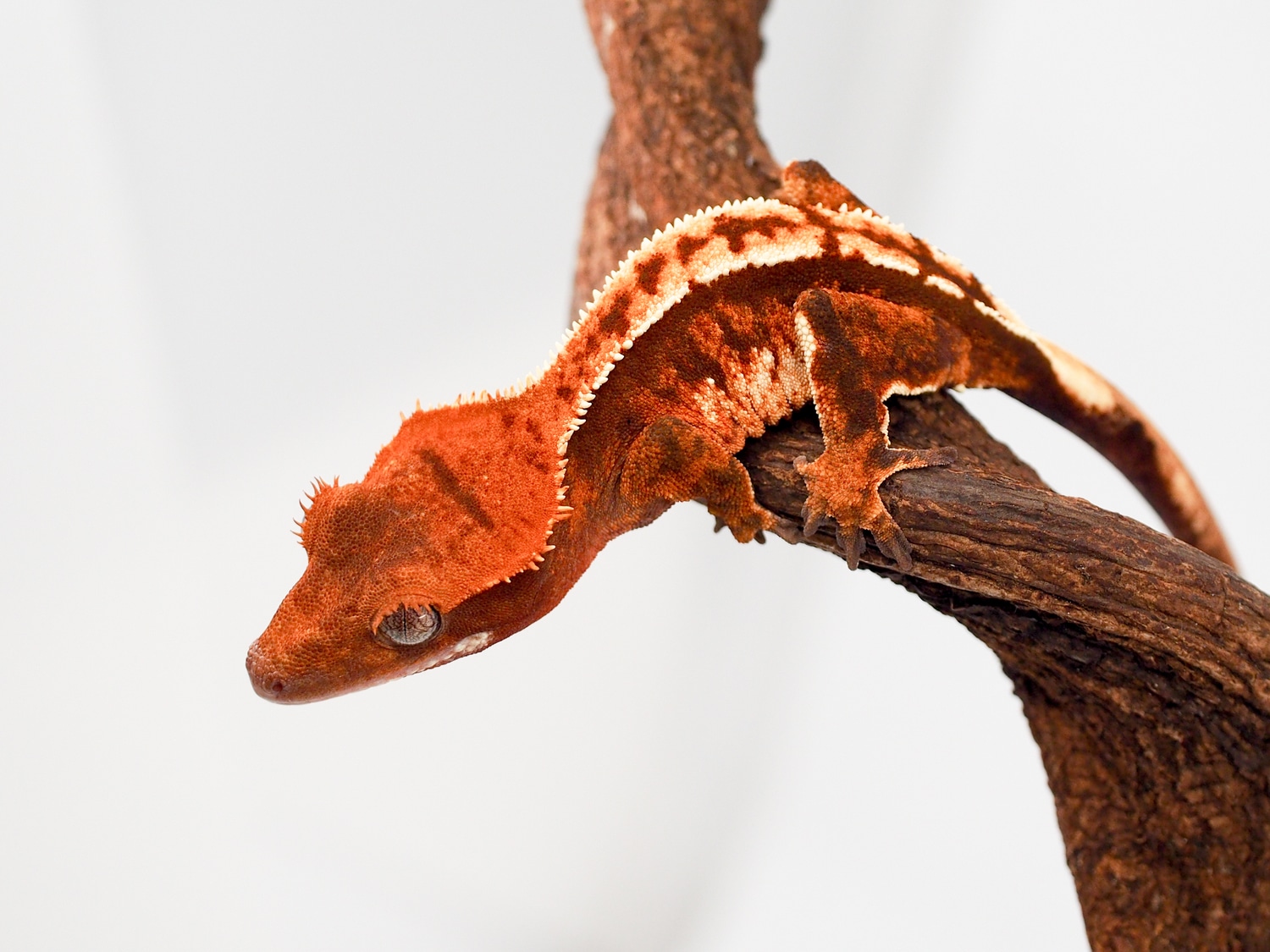 Soft Scale Red Possible Female Crested Gecko by Crested Cuties ...