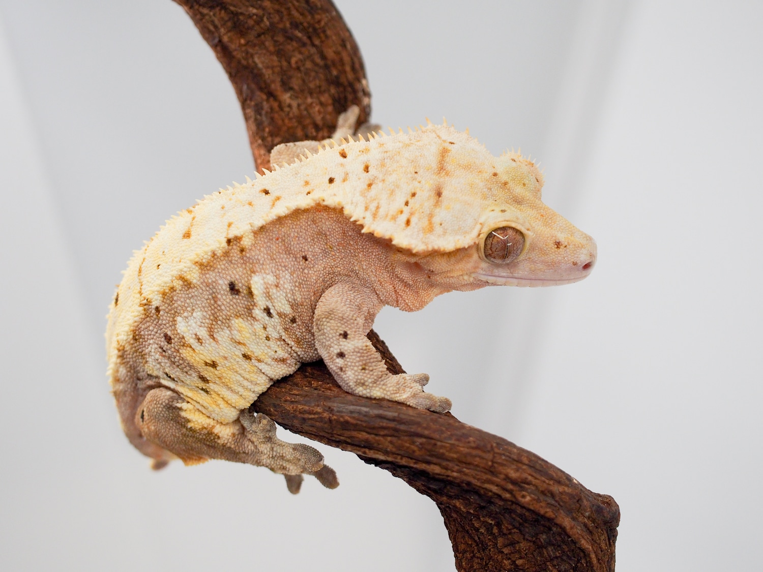 Yellow Creamsicle Dalmatian Proven Breeder Crested Gecko by Crested ...