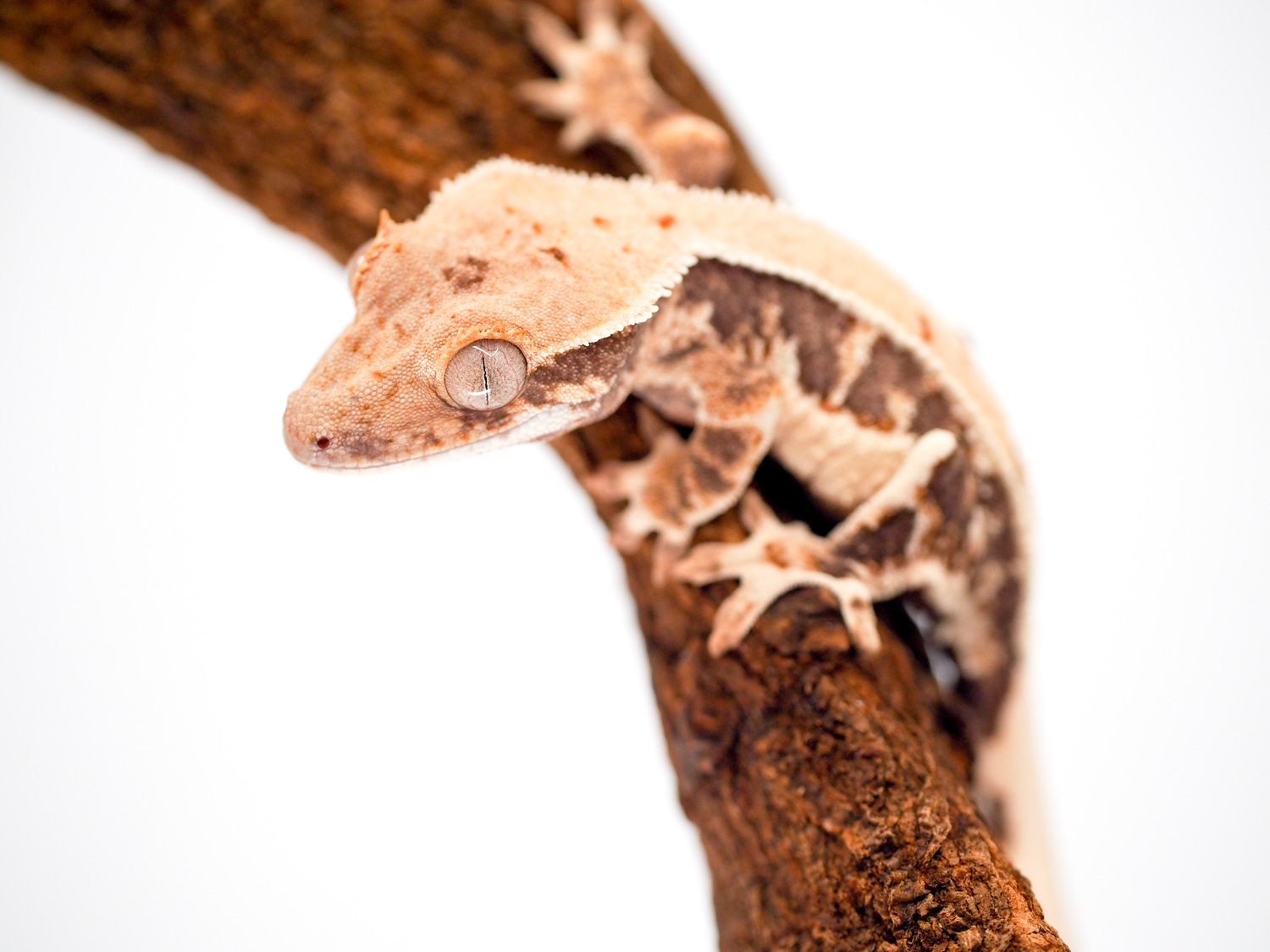Lavender Lilly White Pores Visible Crested Gecko by Crested Cuties ...